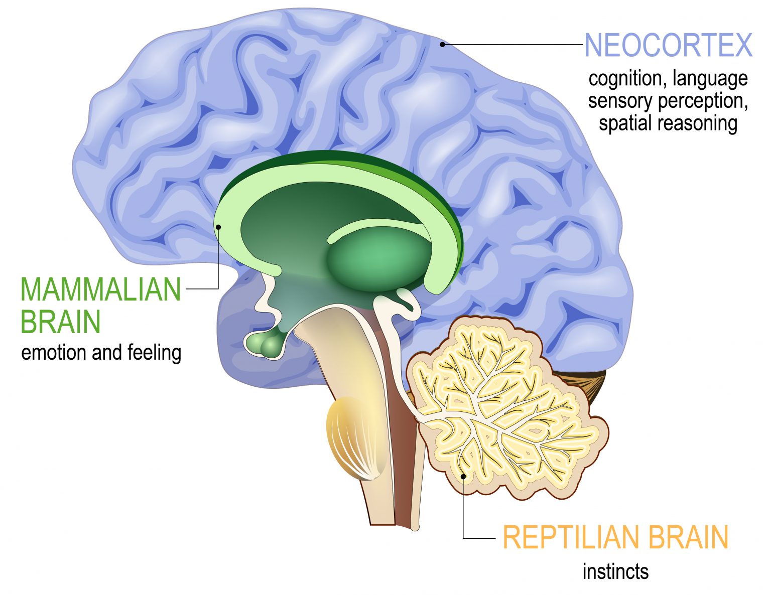 Which brain do you use for investing?